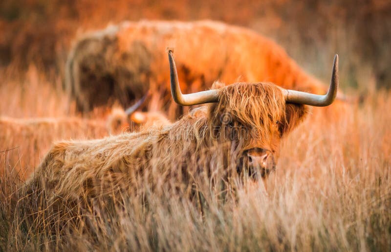 Vache rouge des montagnes image stock. Image du lumière - 60916937