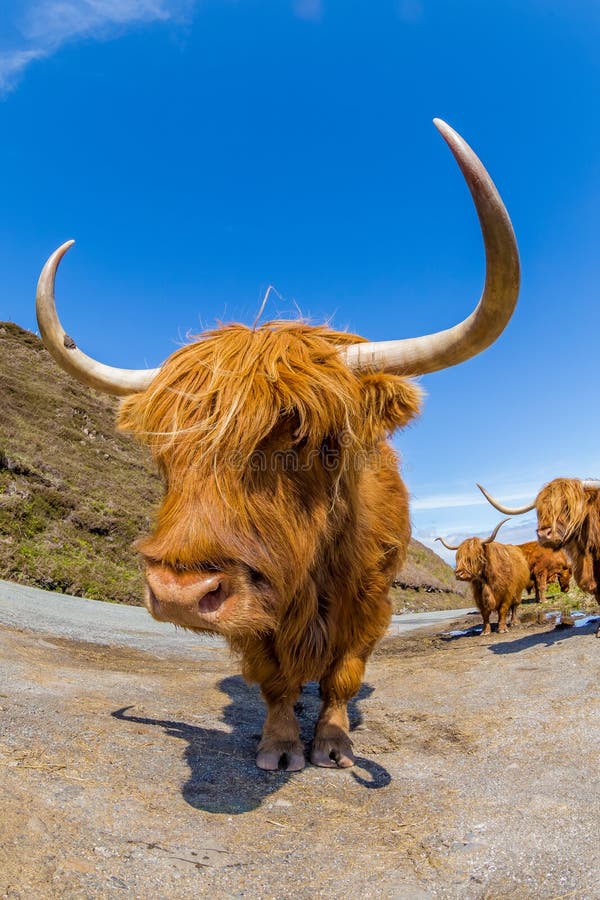 Vache rouge des montagnes photo stock. Image du herbivore - 55050376