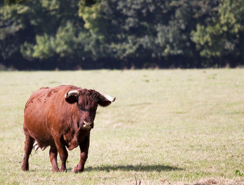 Vache Rouge Simple Du Devon Photo stock - Image du animal, vache: 11261266