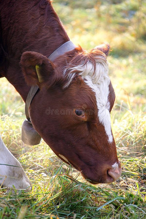 Deux Vaches Assis Dans Un Domaine Avec Les Moutons, @ Crookham, Le ...