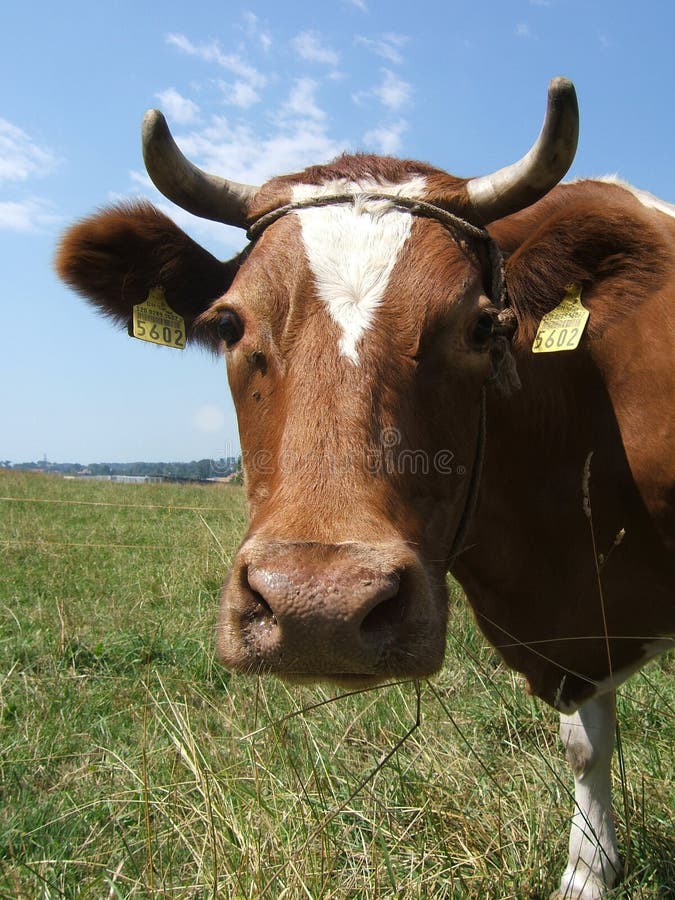 Vache suisse image stock. Image of brun, bovin, ferme, ciel - 814183