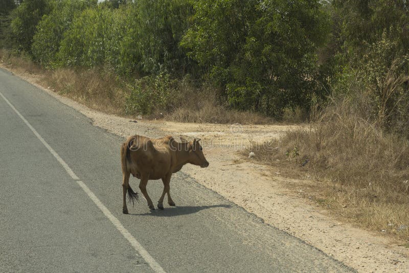 Vache sur la route photo stock. Image du animal, champs - 56674296
