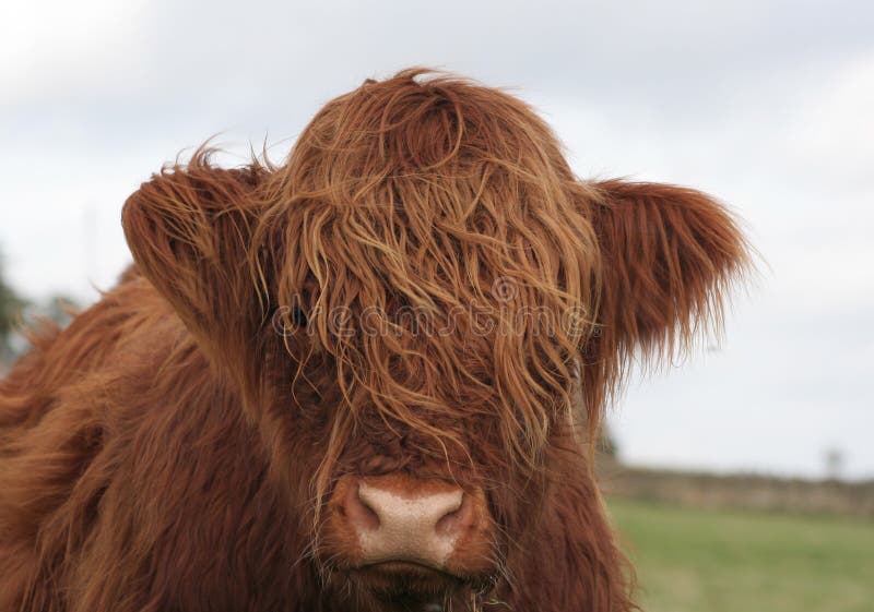 Vache velue image stock. Image du cheveu, bête, affermage - 1376935