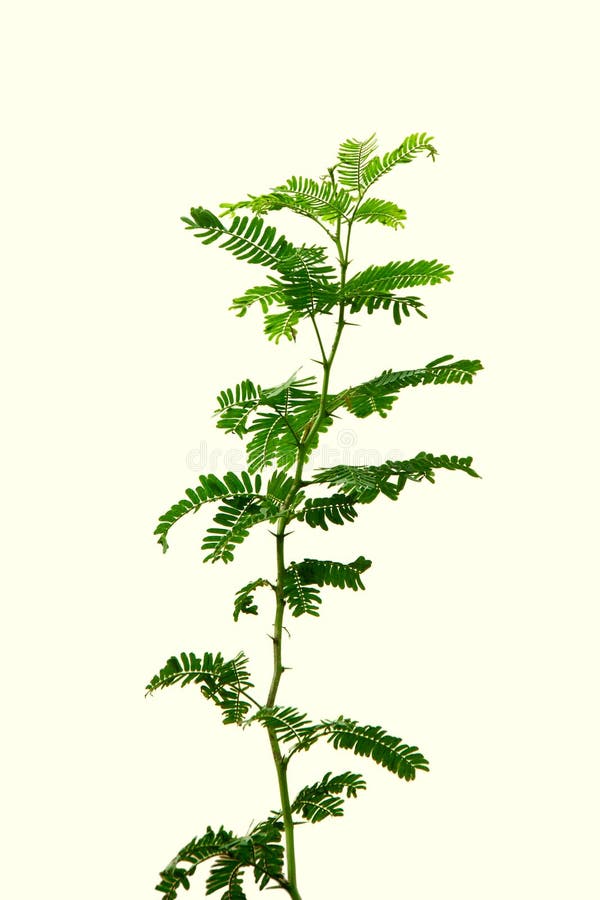 Vachellia Nilotica or Gum Arabic Tree Detail of Leaves Stock Photo ...