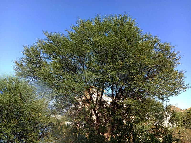 Vachellia Nilotica or Gum Arabic Tree or Babool Tree Stock Image ...