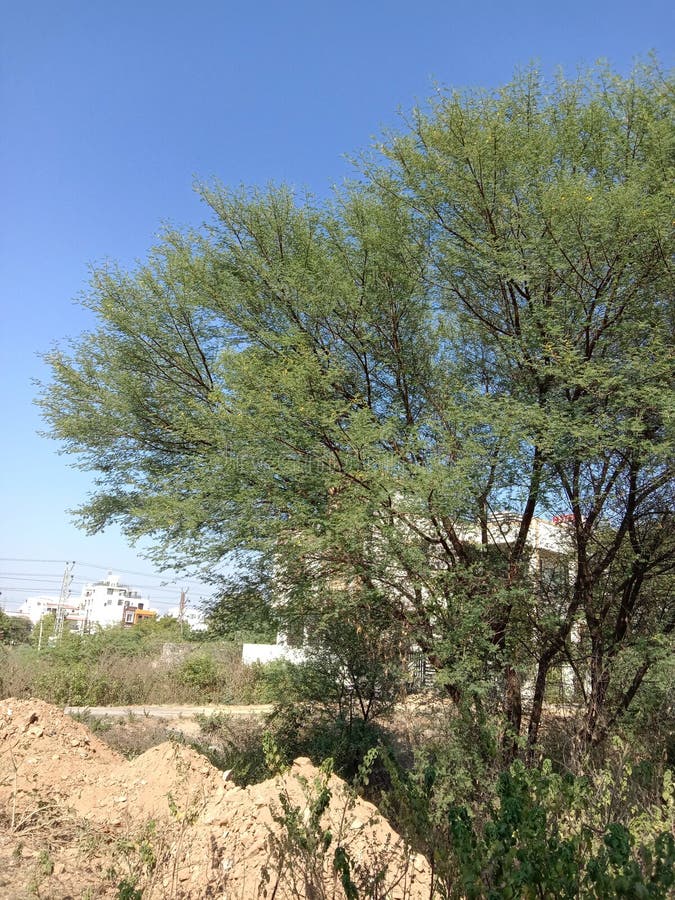 Keekar Tree In Desert