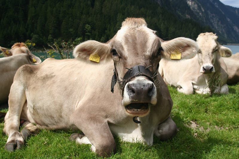 Vaches Dans Les Alpes Autrichiens Image stock - Image du bovin, animal ...