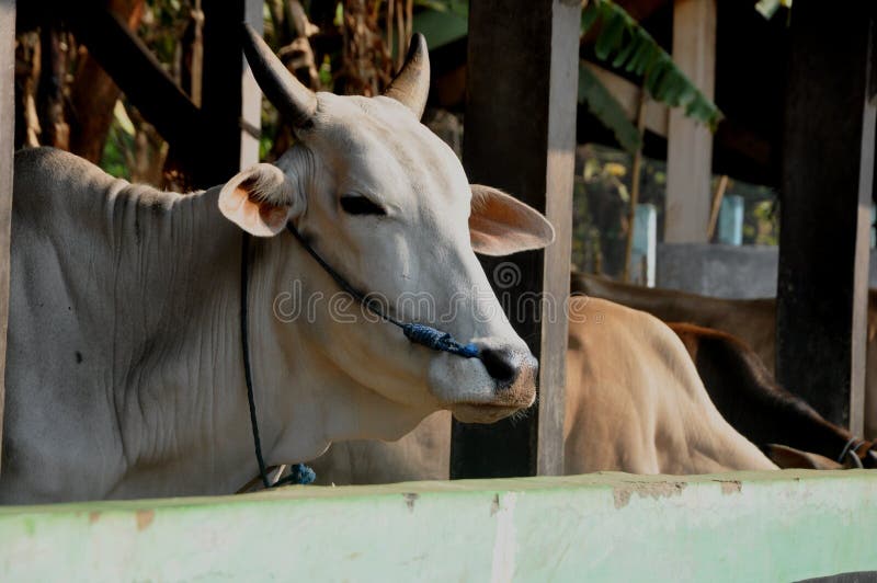 Vaches Blanches Dans Des Cages Traditionnelles Image stock - Image du ...