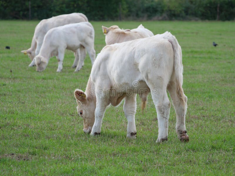 Vaches Blanches En Westphalie Photo stock - Image du vaches, animal ...