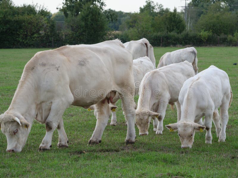 Vaches Blanches En Westphalie Photo stock - Image du vaches, maison ...