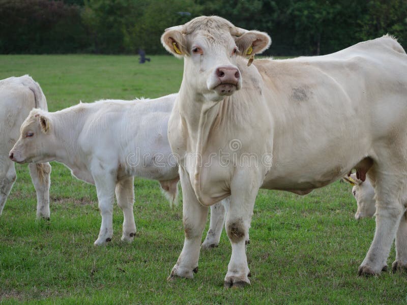 Vaches Blanches En Westphalie Photo stock - Image du vache, barrière ...