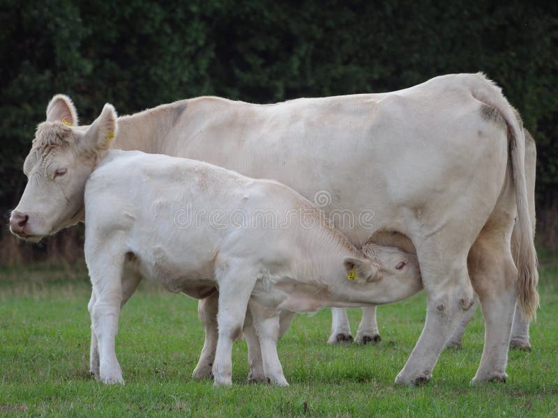 Vaches Blanches En Westphalie Photo stock - Image du maison, pré: 257021968
