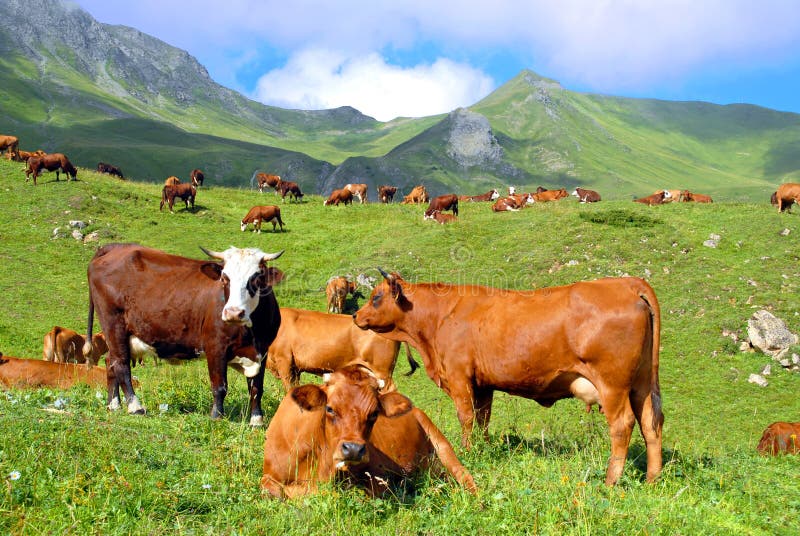 Vaches dans une prairie image stock. Image du europe, couche - 2607503