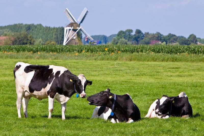 Vaches Dans Une Prairie Dans La Campagne Photo stock - Image du prairie ...