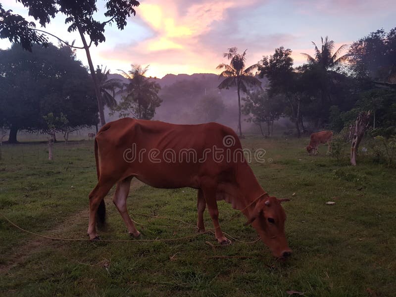 4,136 Vache Maigre Photos libres de droits et gratuites de Dreamstime