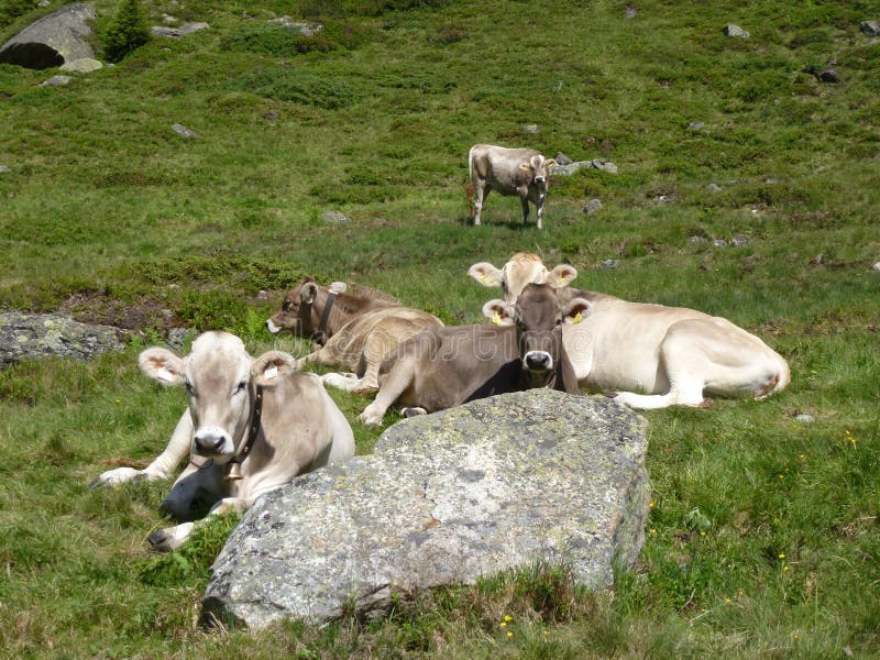 Vaches suisses brun clair photo stock. Image du flore - 38327312
