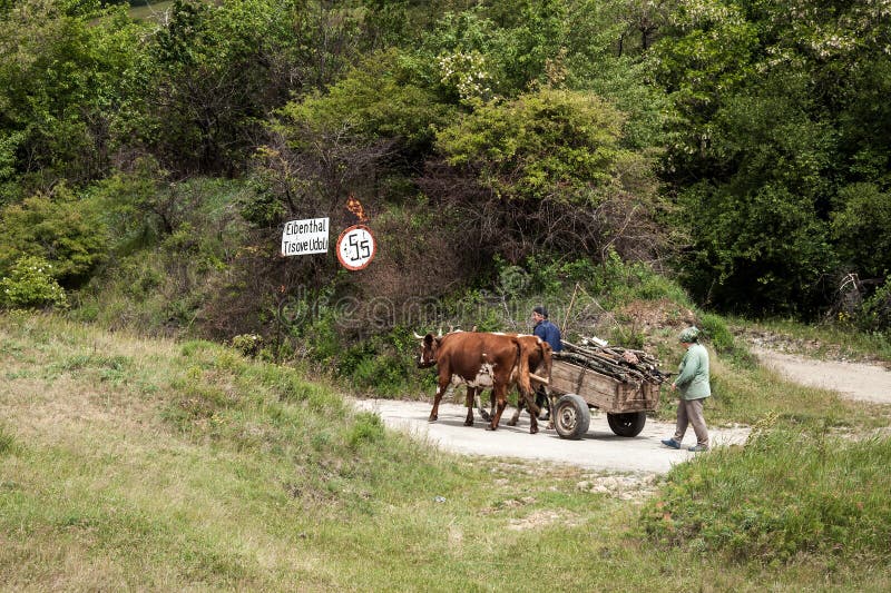 Le Joug Des Vaches Labourant La Terre Photo stock éditorial - Image du ...