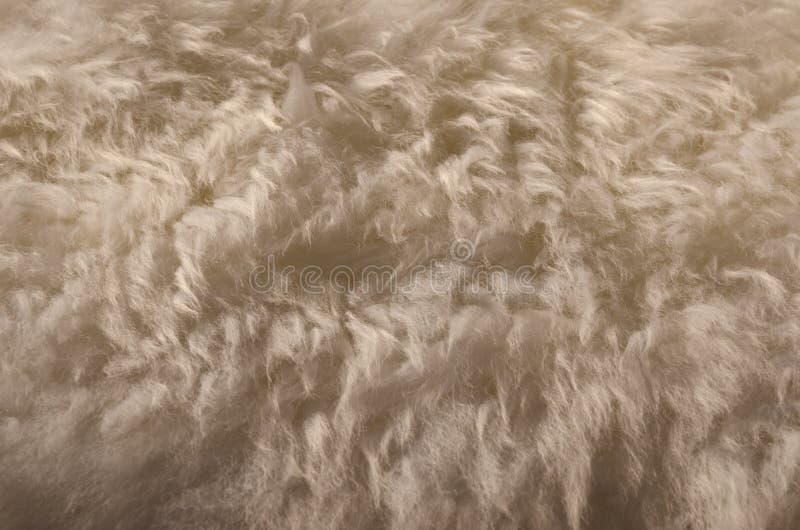 Vacht - De Aanraking Van Het Dier Stock Foto - Image of schapehuid ...