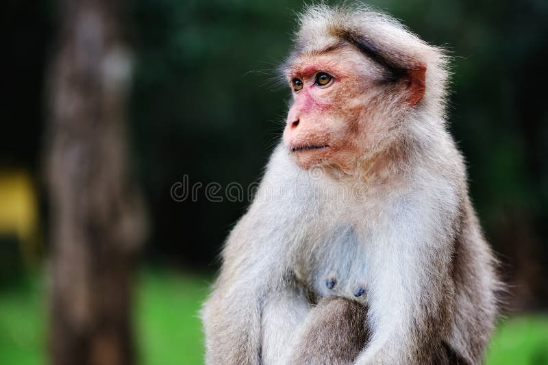 Vacillating stock photo. Image of nature, looking, guise - 25132822