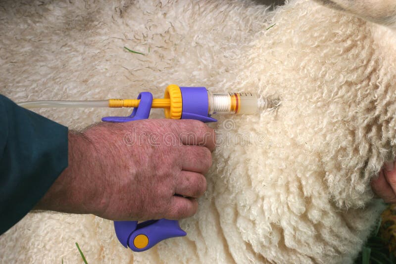 Vacinating a Sheep stock photo. Image of care, injection - 2927740