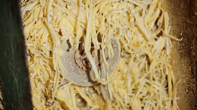 A Vacuum Plodder Machine that Refines and Makes Soap Pellets or Noodles ...