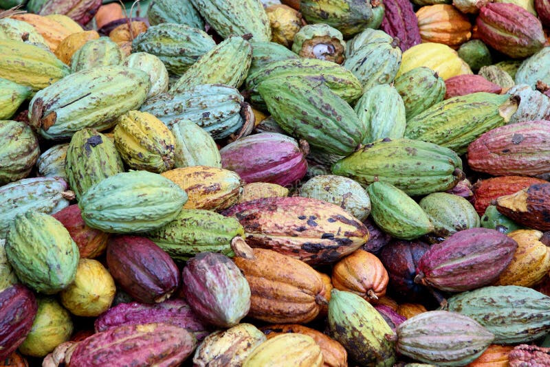 Vagens coloridas do cacau foto de stock. Imagem de ingrediente - 67414652