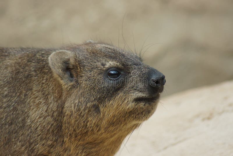 Vagga Hyraxen - Procaviacapensis Arkivfoto - Bild av däggdjur, vild ...