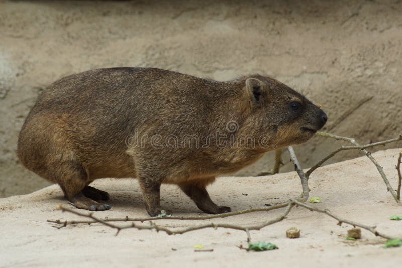 Vagga Hyraxen - Procaviacapensis Fotografering för Bildbyråer - Bild av ...