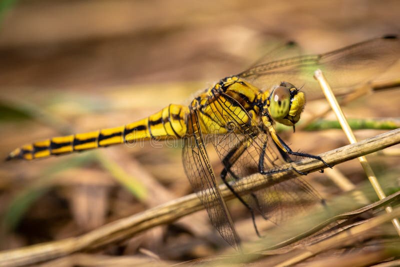 Vagrant darter dragonfly stock photo. Image of garden - 223732648