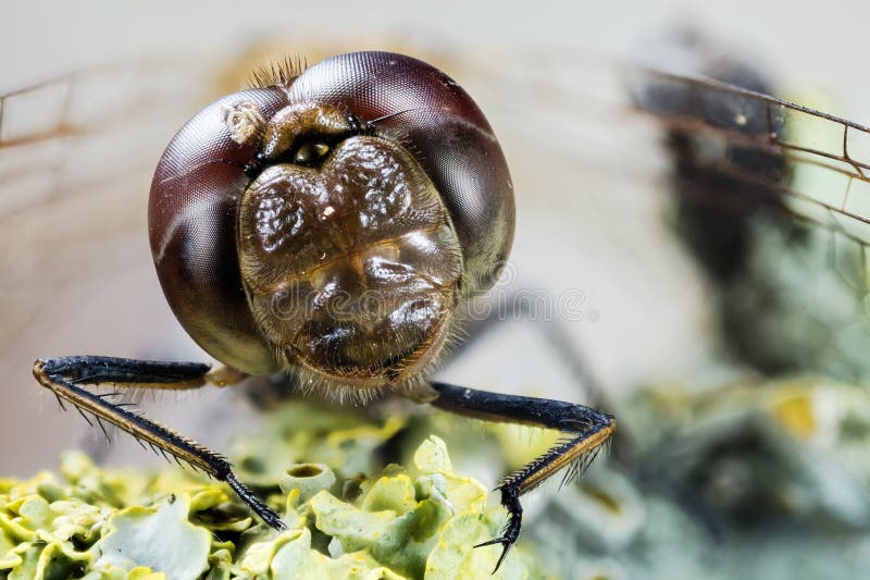 Vagrant Darter, Dragonfly, Sympetrum Vulgatum Stock Photo - Image of ...