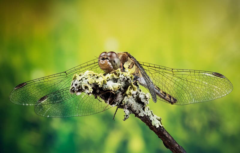 Vagrant Darter, Dragonfly, Sympetrum Vulgatum Stock Image - Image of ...