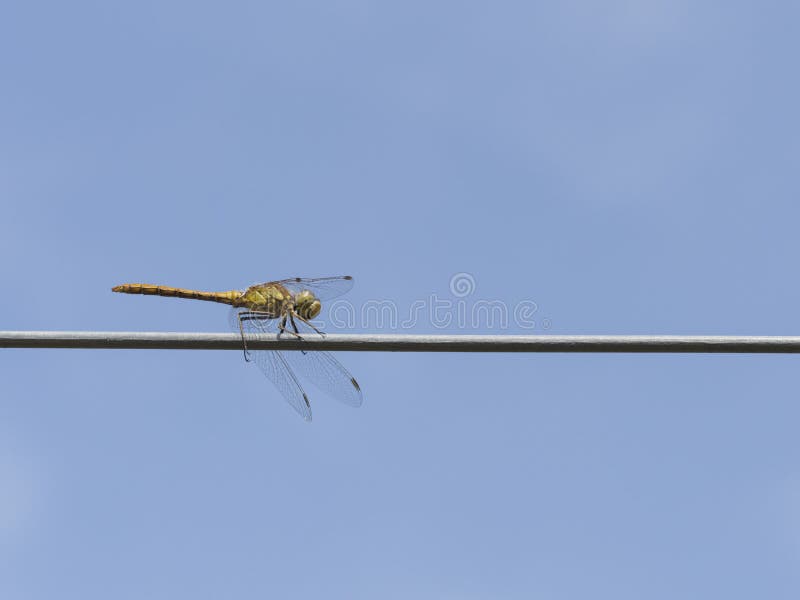 Vagrant Darter, Sympetrum Vulgatum Stock Image - Image of insect ...