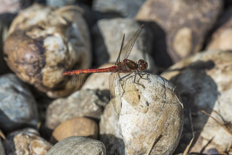 Vagrant Darter (Sympetrum Vulgatum) Stock Image - Image of nature ...