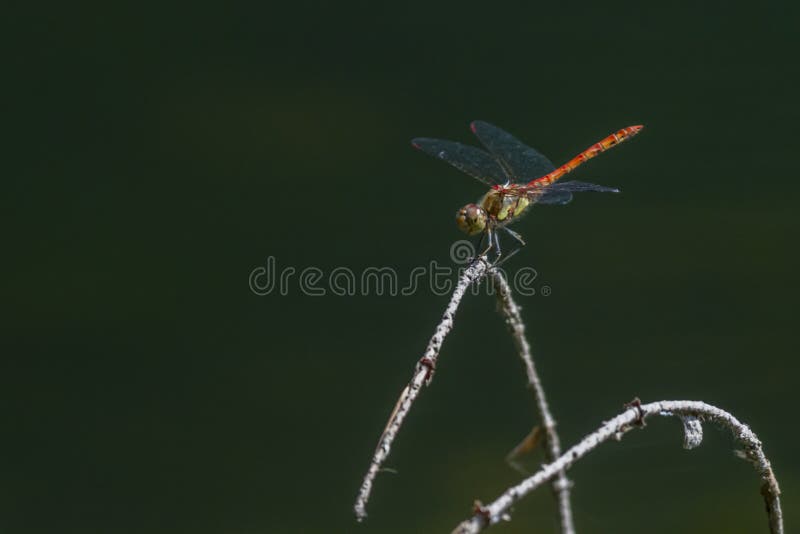 Vagrant Darter (Sympetrum Vulgatum) Stock Photo - Image of stalk, world ...