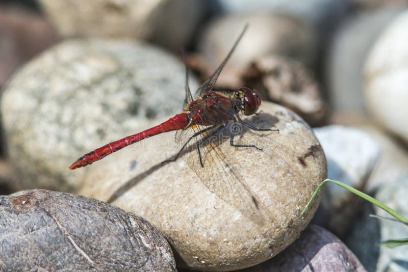 Vagrant Darter (Sympetrum Vulgatum) Stock Image - Image of hedge ...