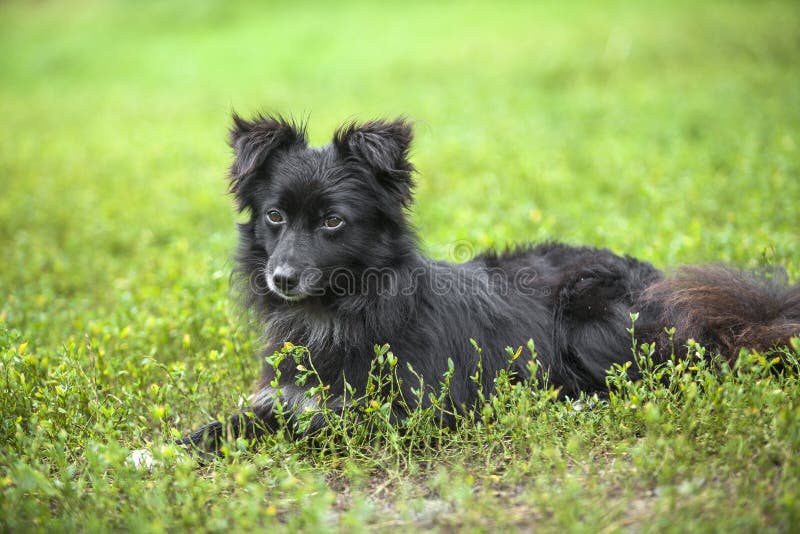 Vagrant dog stock photo. Image of hound, newfoundland - 49787306