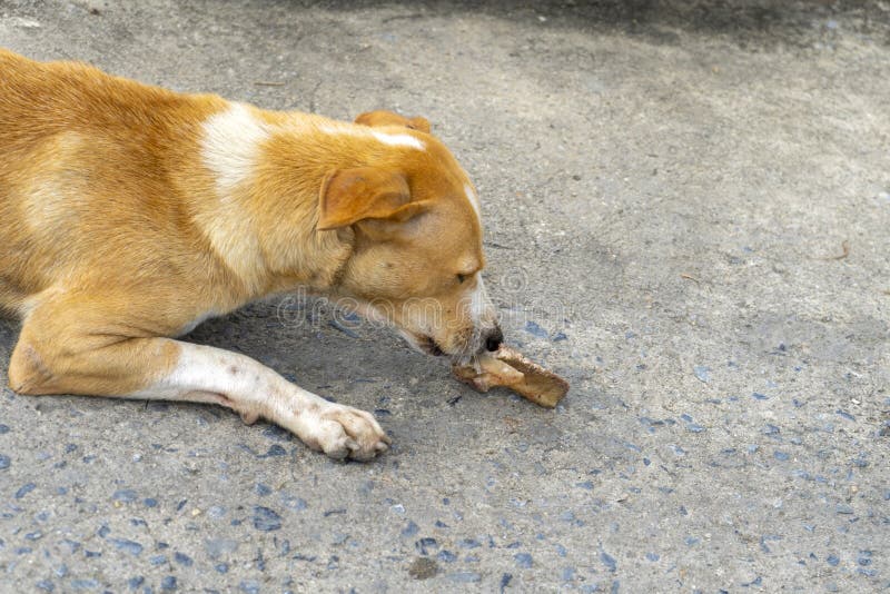 Vagrant Dog Eating on the Side of the Road Stock Photo - Image of ...