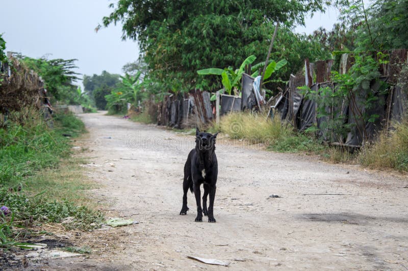 Vagrant dog on the street stock image. Image of lonely - 173021115