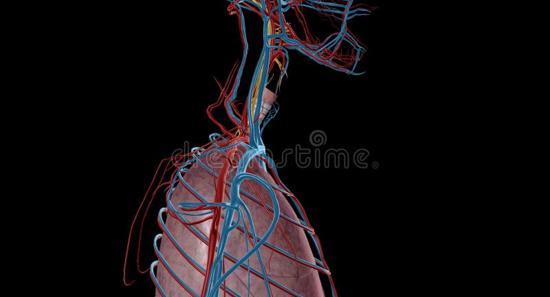 The Vagus Nerve is an Important Part of the Parasympathetic Nervous ... The Vagus Nerve is an Important Part of the Parasympathetic Nervous ...