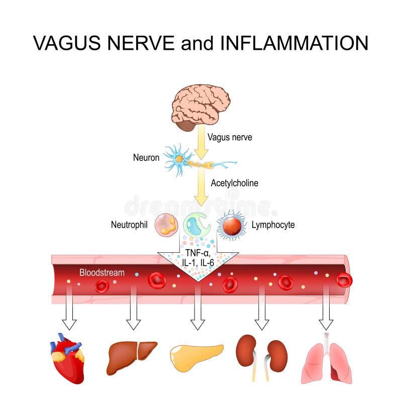 Vagus Nerve and Inflammation Stock Vector - Illustration of ...