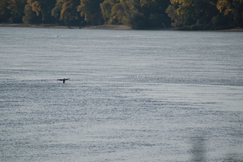 Váh - river stock image. Image of forest, bright, leaves - 101645321