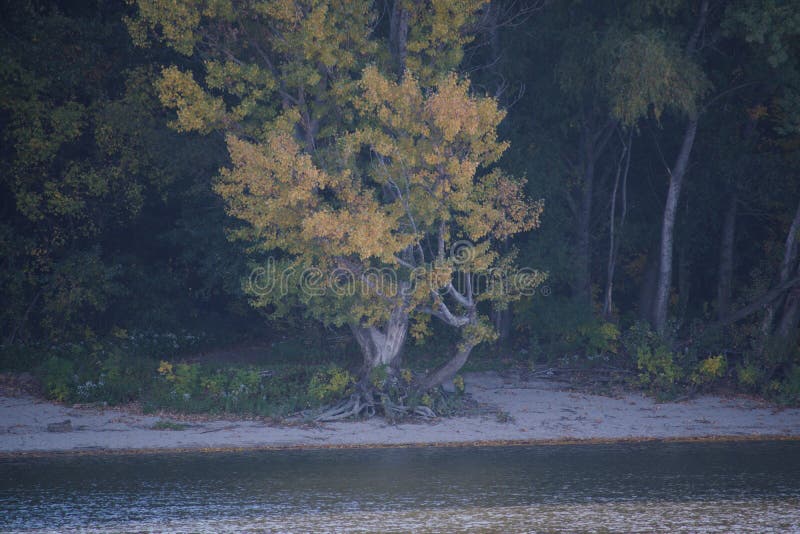 Gulls stock image. Image of slovakia, isolated, seagulls - 141016975