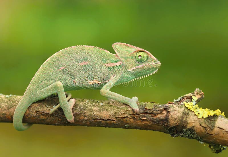 Vailed Chameleon Stock Photos - Free & Royalty-Free Stock Photos from ...