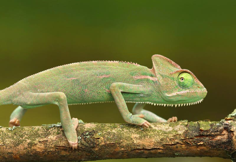 The Vailed Chameleon Chamaeleo Calyptratus Stock Photo - Image of ...