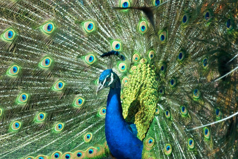 Vain! Picture. Image: 6024267