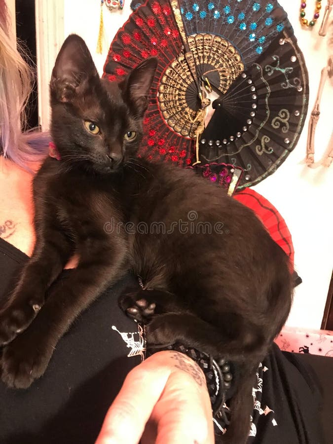 Vain stock photo. Image of spoiled, comfort, vain - 168970688