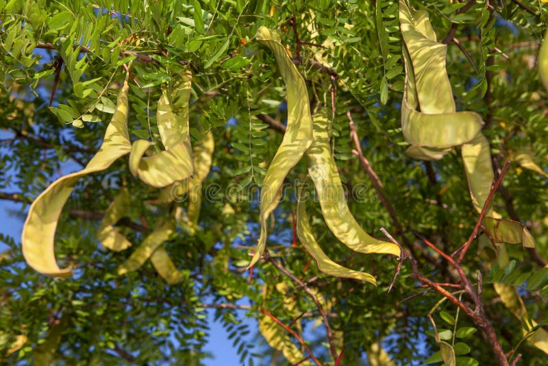 Árbol De Langosta De Miel Con Las Vainas De La Semilla Foto de archivo ...