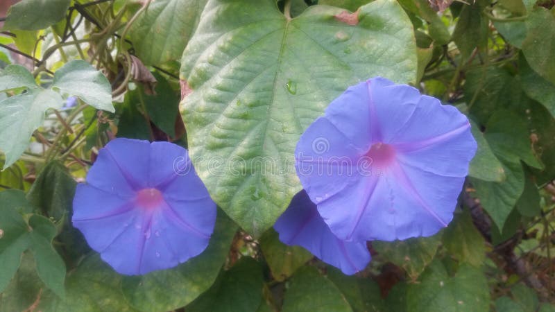 Vaiolet Flowers Stock Photos - Free & Royalty-Free Stock Photos from ...