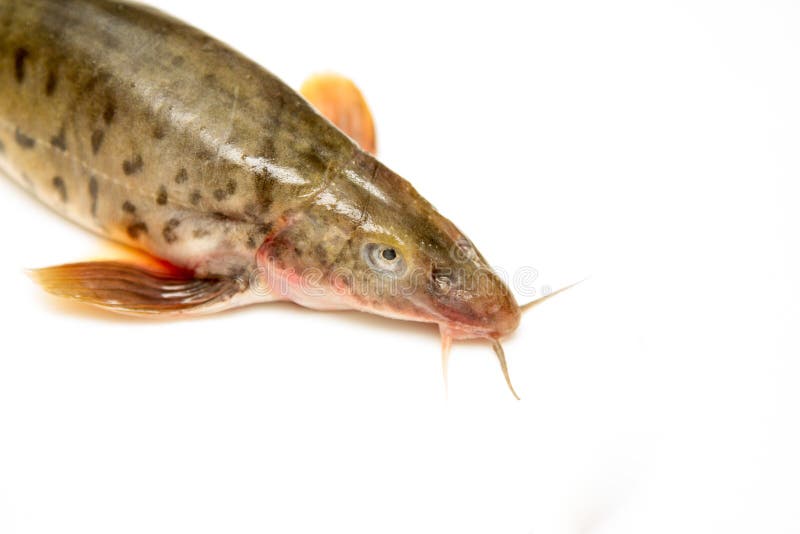 Vairon Photos Stock - Téléchargez 3,926 Photos libres de droits