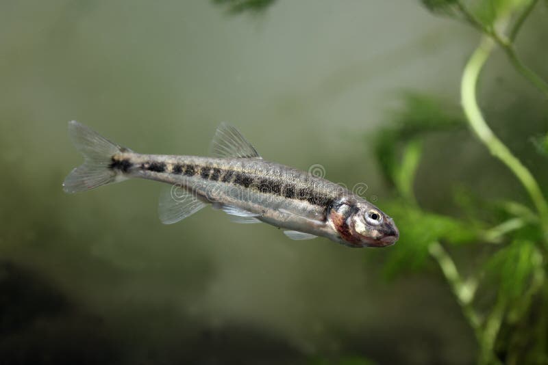 Vairon, Phoxinus De Phoxinus Image stock - Image du aquatique ...